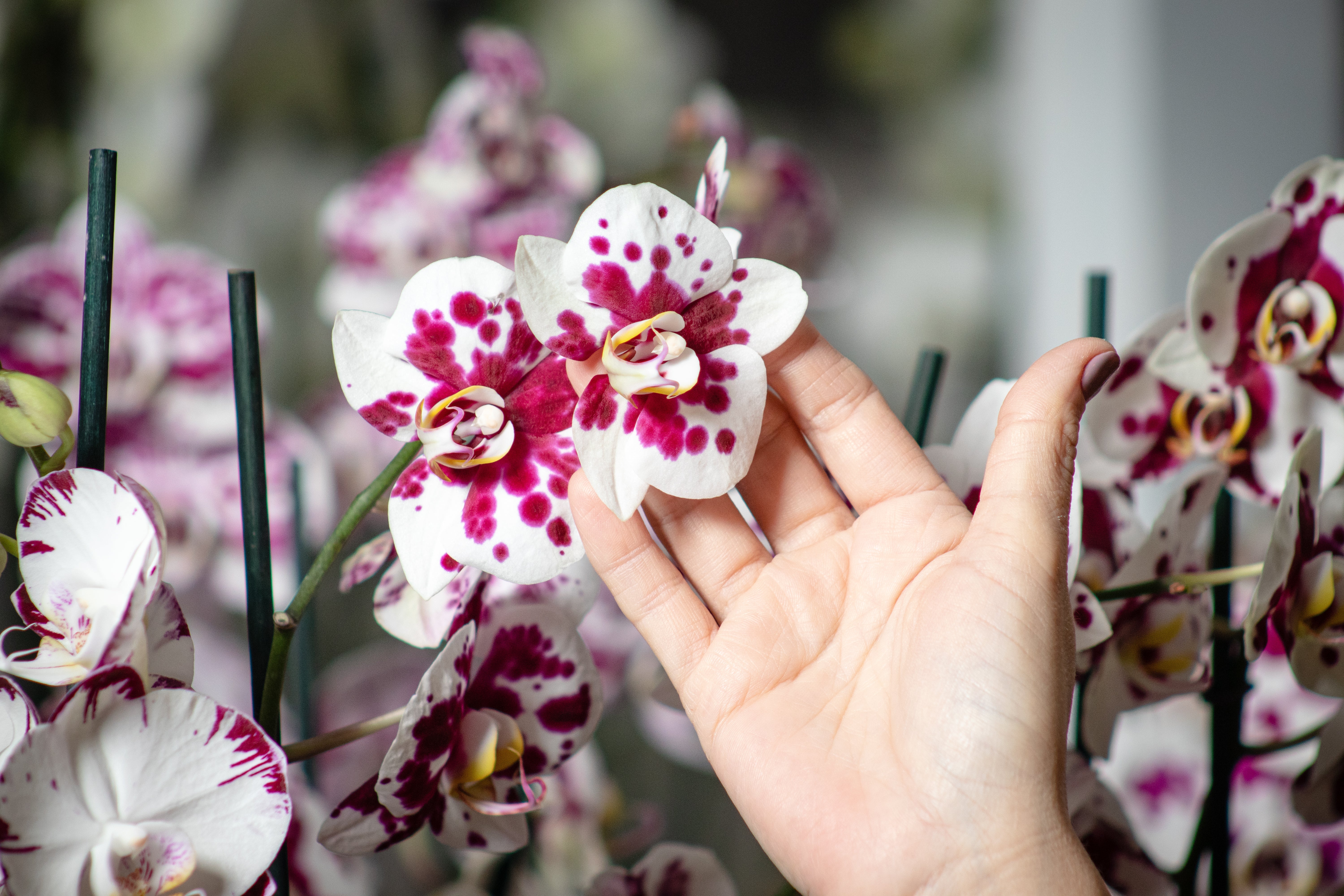 Amazonia Republic | Exotic Orchids, Premium Flower Pots, and Artisanal