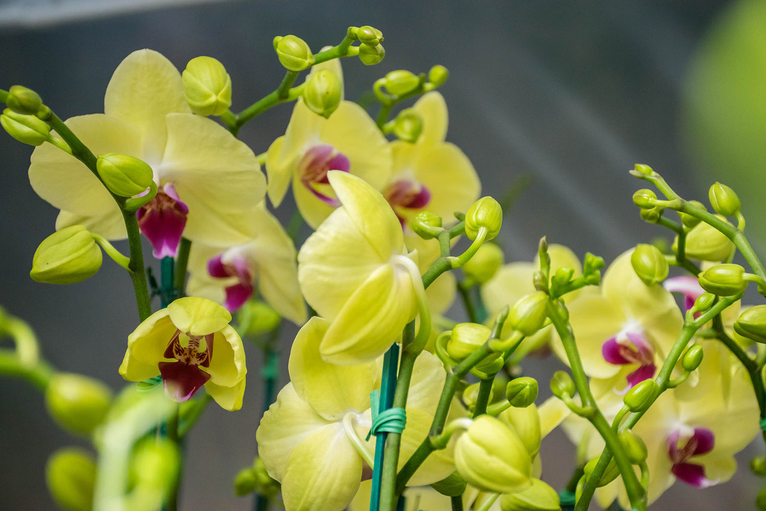 Amazonia Republic | Exotic Orchids, Premium Flower Pots, and Artisanal
